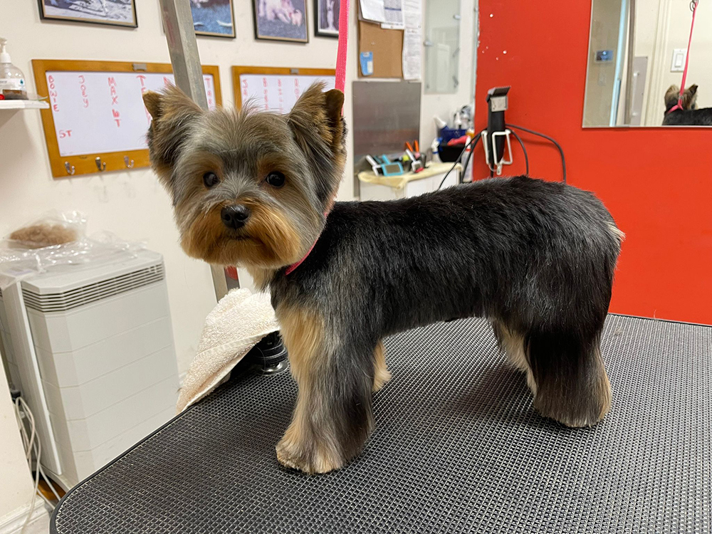 Yorkie Short Haircut Dog Dad Gets Yorkie A 'Fresh New Mullet' And